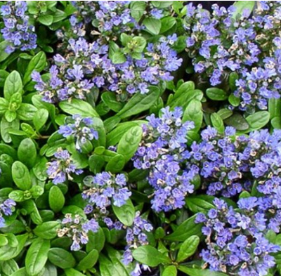Edible Ground Cover Plants to Foodscape Your Yard! | GardensAll