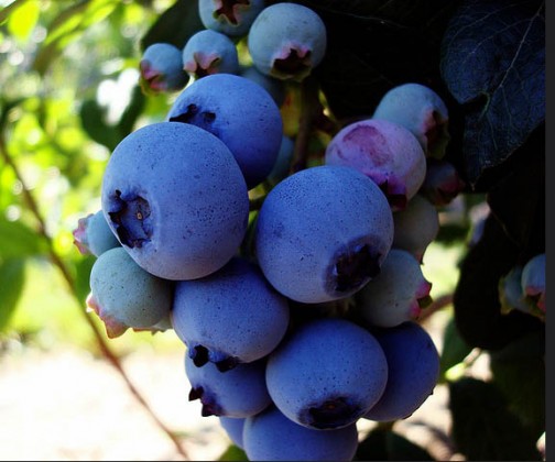 How to Grow Blueberries - Fertilizer, Soil pH, and Benefits - GardensAll