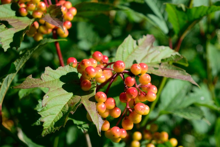 Edible Hedges for Privacy and Food - Eat That Hedge! | GardensAll