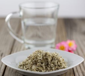 Marsh Mallow Plant - a Return to Edible and Medicinal Roots