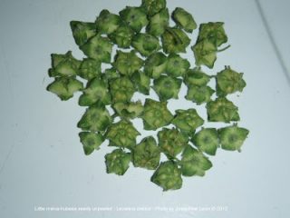 Marsh Mallow Plant - a Return to Edible and Medicinal Roots