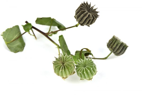 Marsh Mallow Plant - a Return to Edible and Medicinal Roots