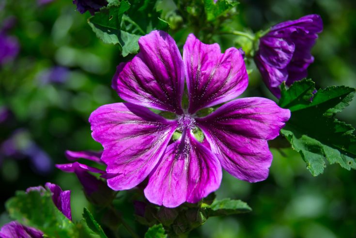 Marsh Mallow Plant - a Return to Edible and Medicinal Roots