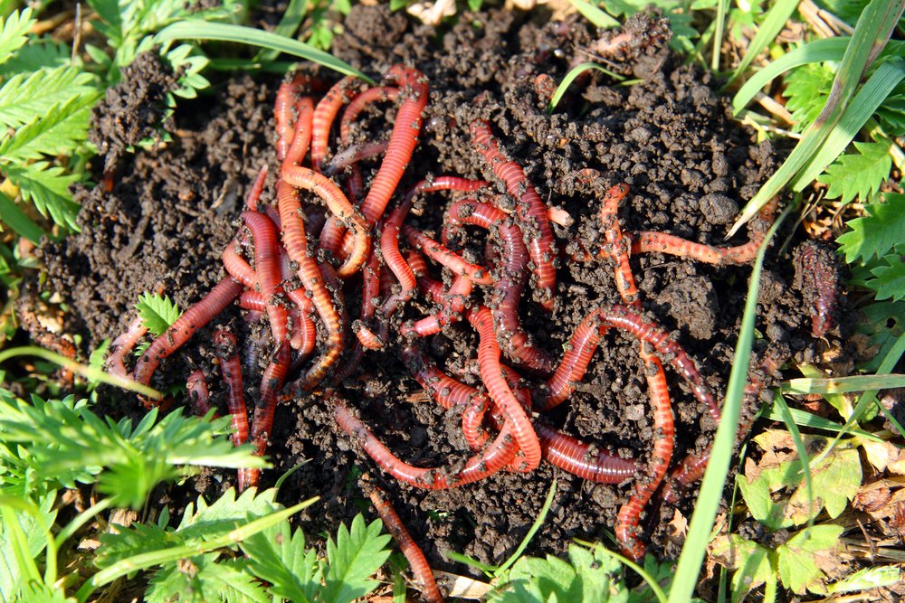 How to Make a Worm Farm and Castings for under $20 - GardensAll