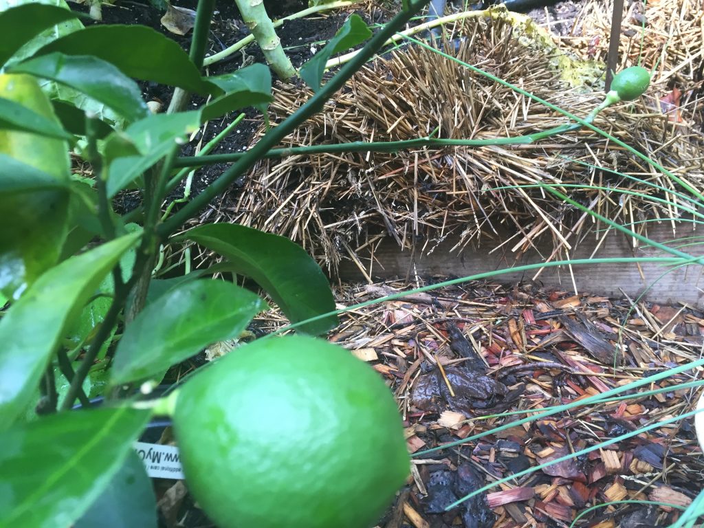 Growing Dwarf Meyer Lemon Trees for Delicious Fruit and More!