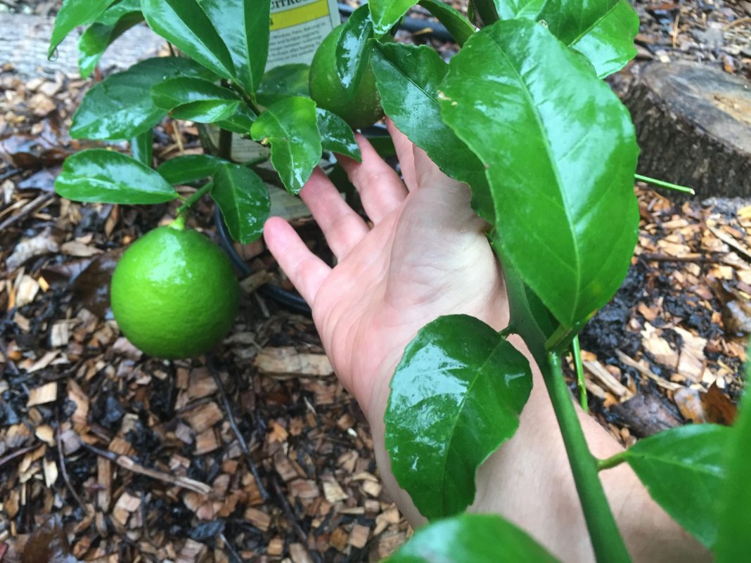 Growing Dwarf Meyer Lemon Trees for Delicious Fruit and More!
