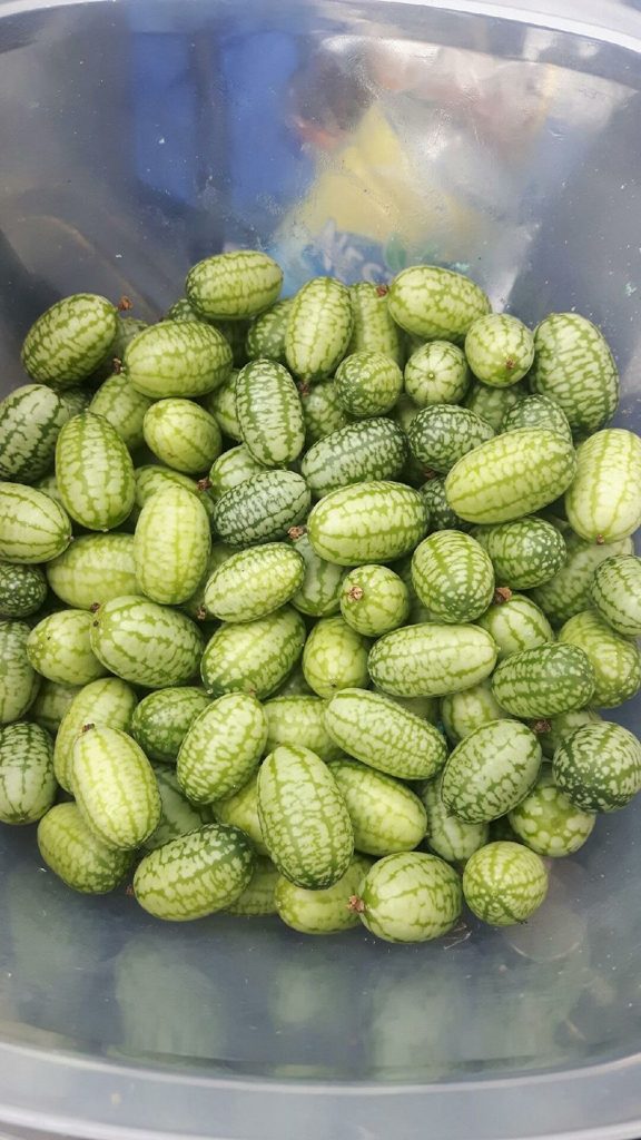 Cucamelon - the Cutest Little Exotic Vegetable - GardensAll