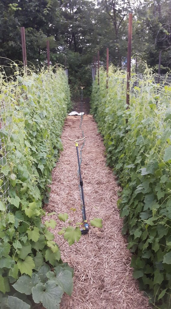 Cucamelon - the Cutest Little Exotic Vegetable - GardensAll