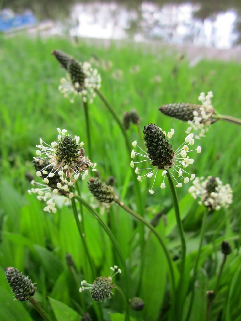 Broadleaf Plantain - Plantago Major and Plantago Lanceolata - GardensAll