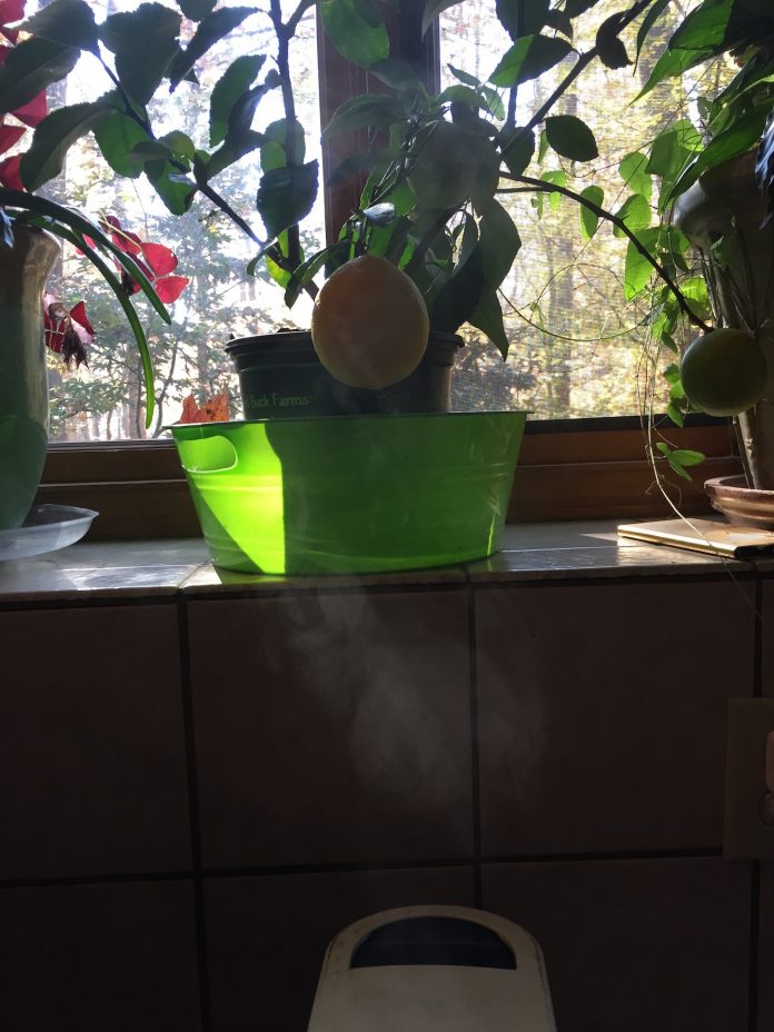 Growing Dwarf Meyer Lemon Trees for Delicious Fruit and More!