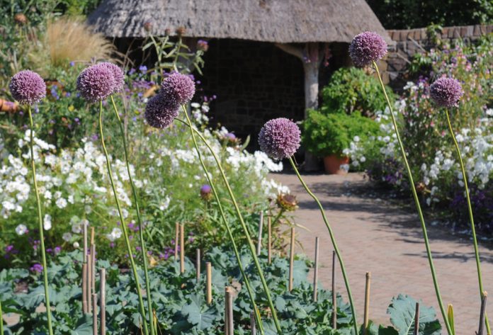 Types of Garlic and How to Grow and Harvest Garlic - GardensAll ...