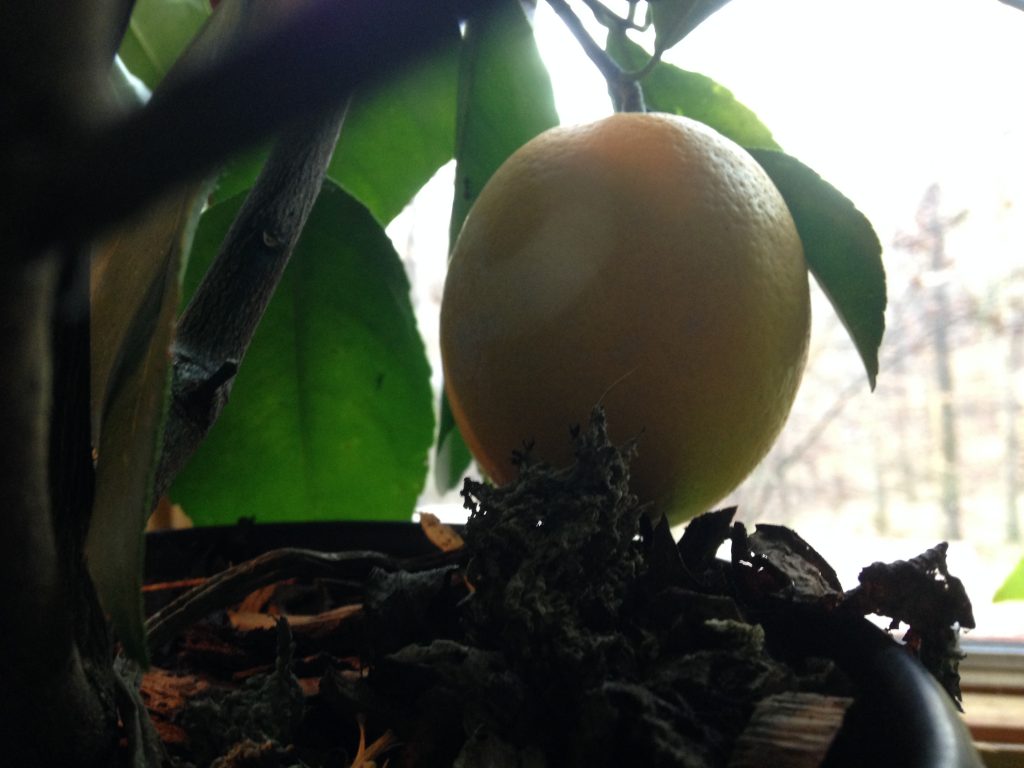 Growing Dwarf Meyer Lemon Trees for Delicious Fruit and More!