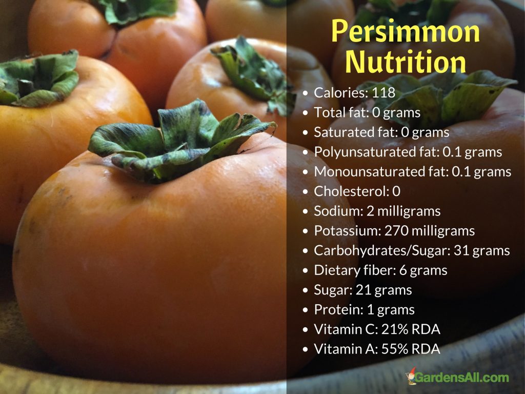 Fuyu Persimmons - the Best Tasting Persimmons to Grow - GardensAll