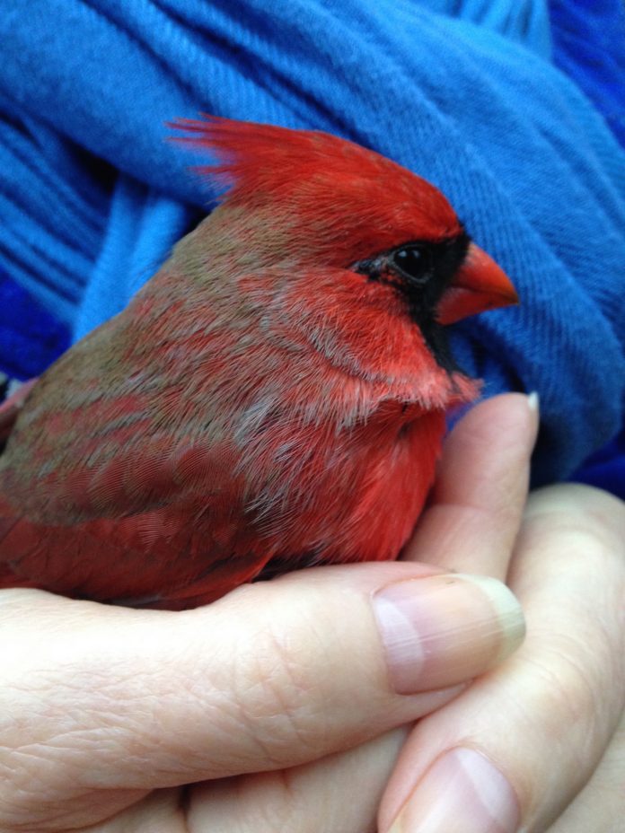 Bird Deflectors to Deter Bird Strikes to Windows and Crops - GardensAll