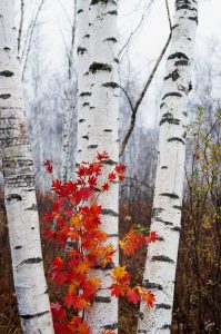 Tapping Trees for Syrup and Water - GardensAll