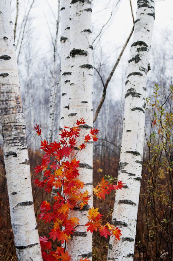 Tapping Trees for Syrup and Water - GardensAll