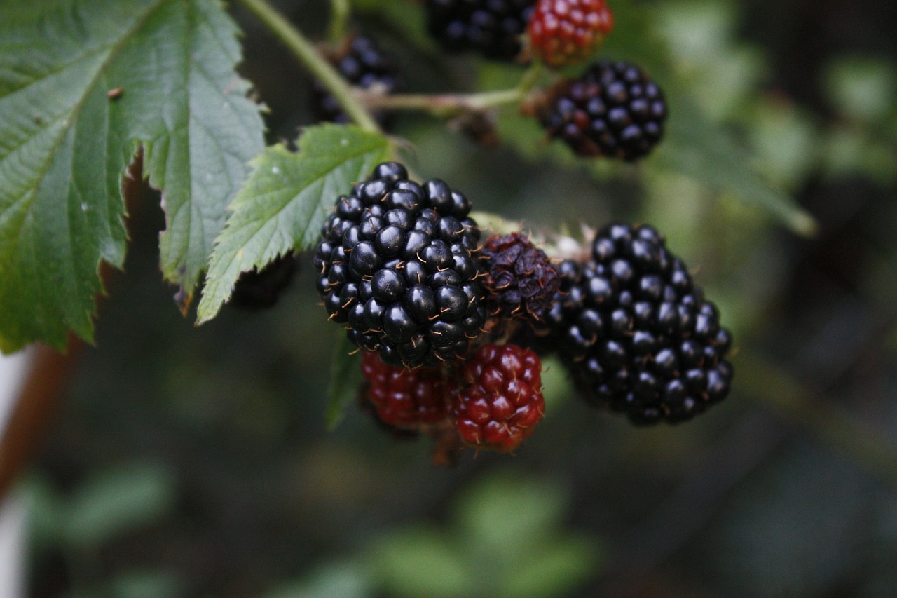 Growing Blackberries for Profit - GardensAll