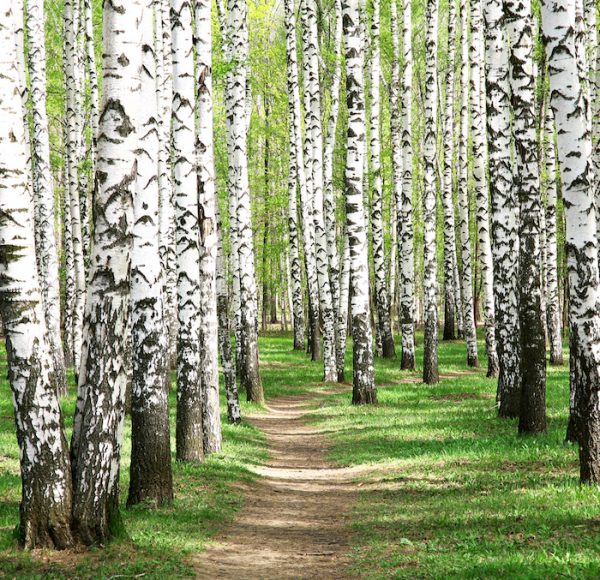 Tapping Trees for Syrup and Water - GardensAll