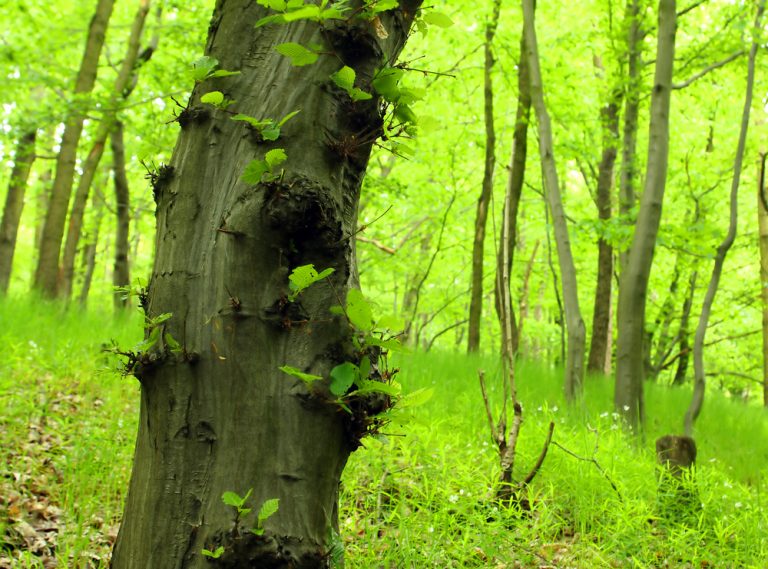 Tapping Trees for Syrup and Water - GardensAll