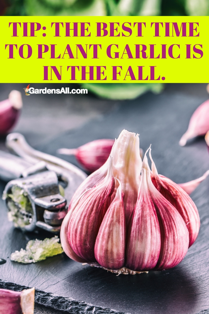 Types of Garlic and How to Grow and Harvest Garlic - GardensAll ...