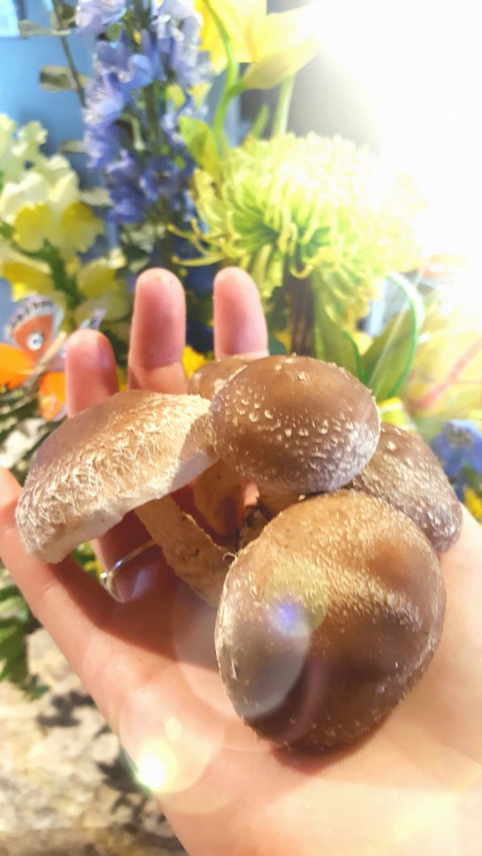 How to Grow Oyster Mushrooms on Logs - GardensAll