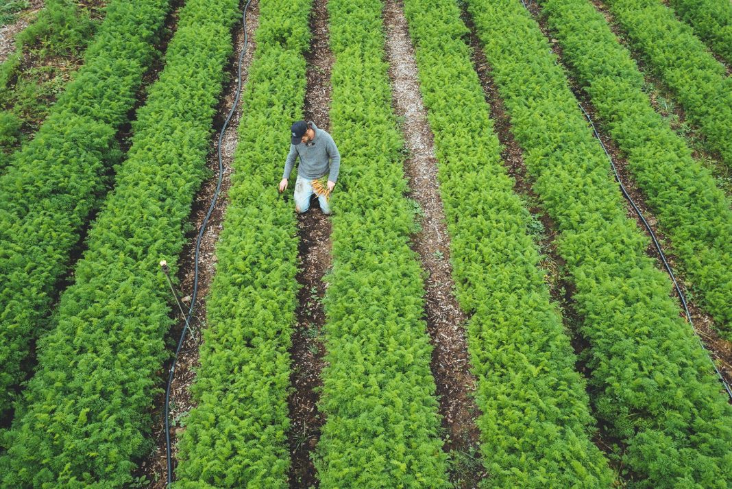 Profitable Micro Farm - The Market Gardener - GardensAll - MARKET GARDENER