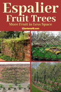 Espalier Fruit Trees - More Fruit in Less Space - GardensAll