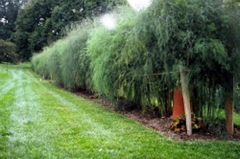 Edible Hedges for Privacy and Food - Eat That Hedge! - GardensAll