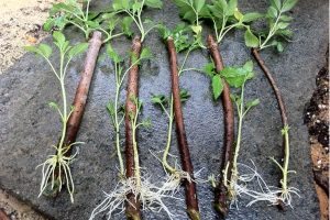 Rooting Hormones for Plants for Best Propagation - GardensAll