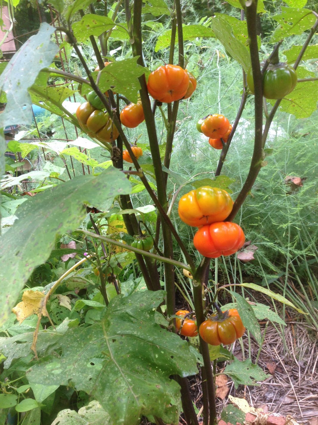 Pumpkin on a Stick Ornamental Eggplant (Yes... Eggplant!) - GardensAll ...