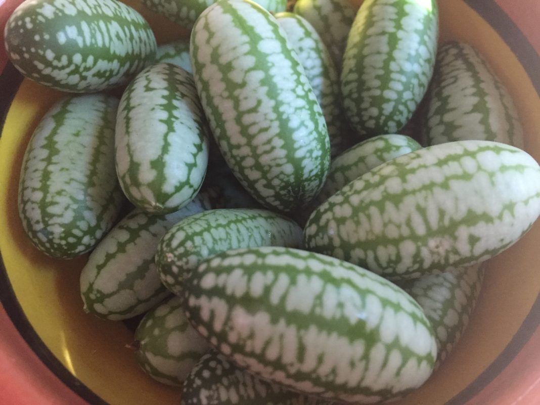 Cucamelon - the Cutest Little Exotic Vegetable - GardensAll
