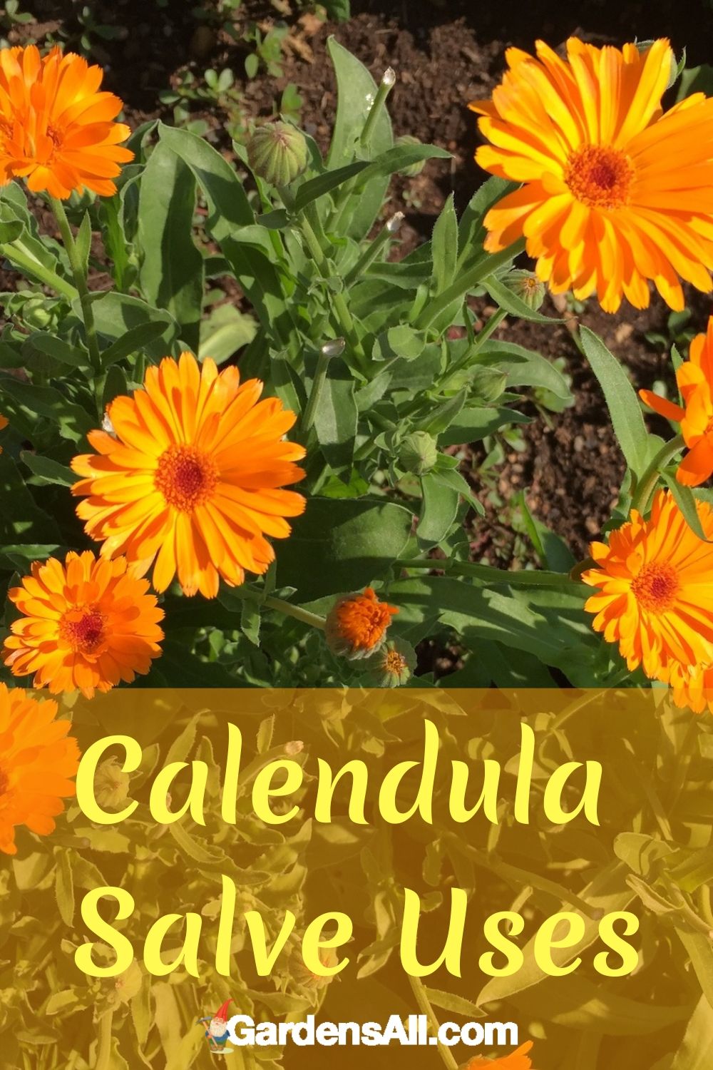 How to Make Calendula Salve - Healing Relief for Dry Skin and ...