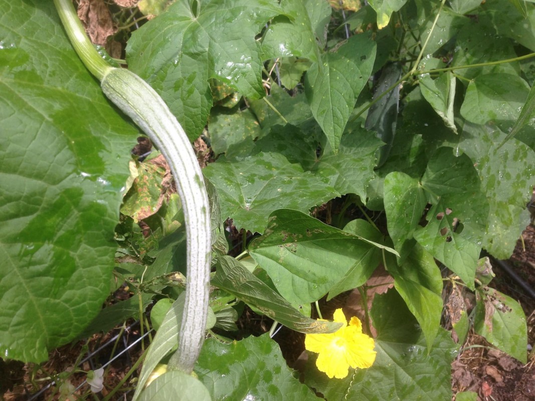 Growing Loofah Plant from Seed