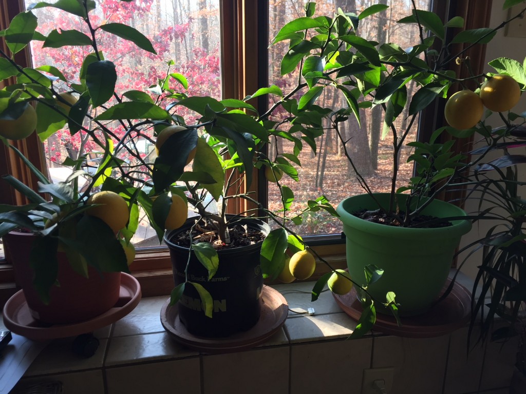 Growing Dwarf Meyer Lemon Trees for Delicious Fruit and More!