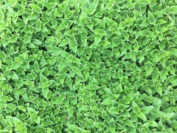 Edible Ground Cover Plants for Food, Function and Beauty - GardensAll