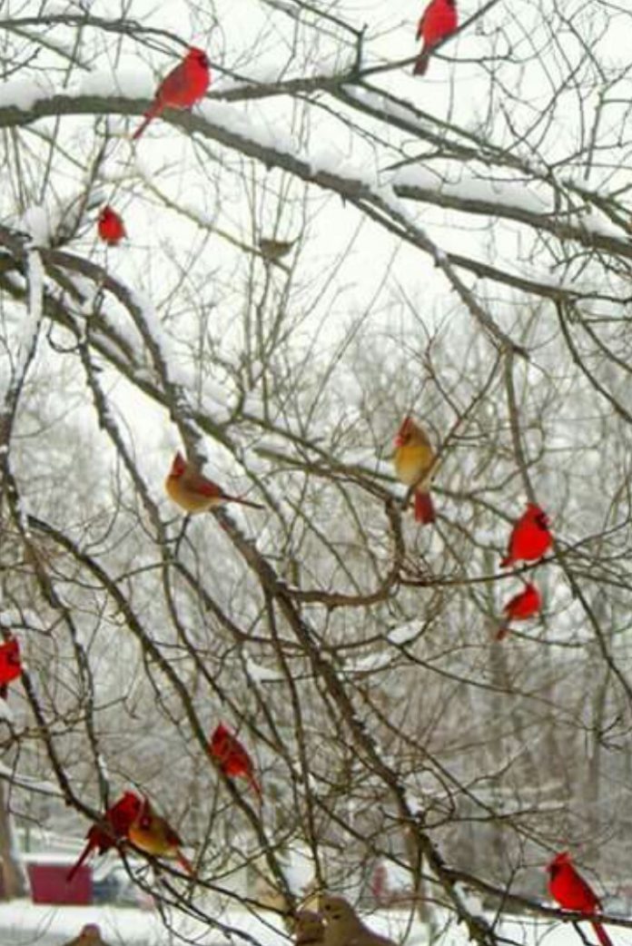 Birds Hitting Windows - White Throated Sparrow Rescue
