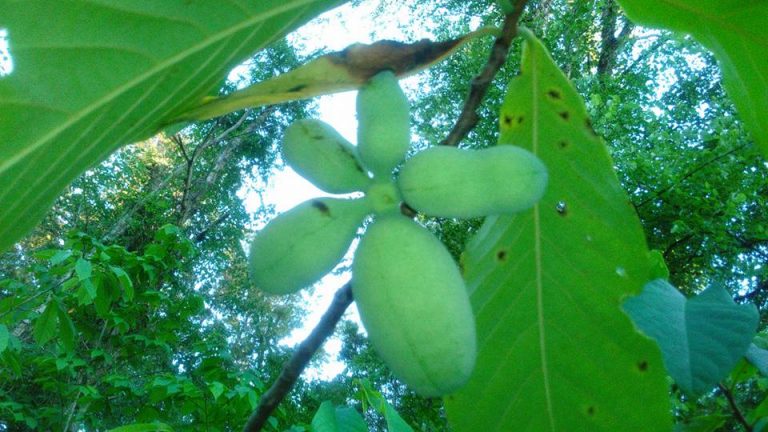 The Pawpaw Fruit Tree - a True American - GardensAll - EDIBLES