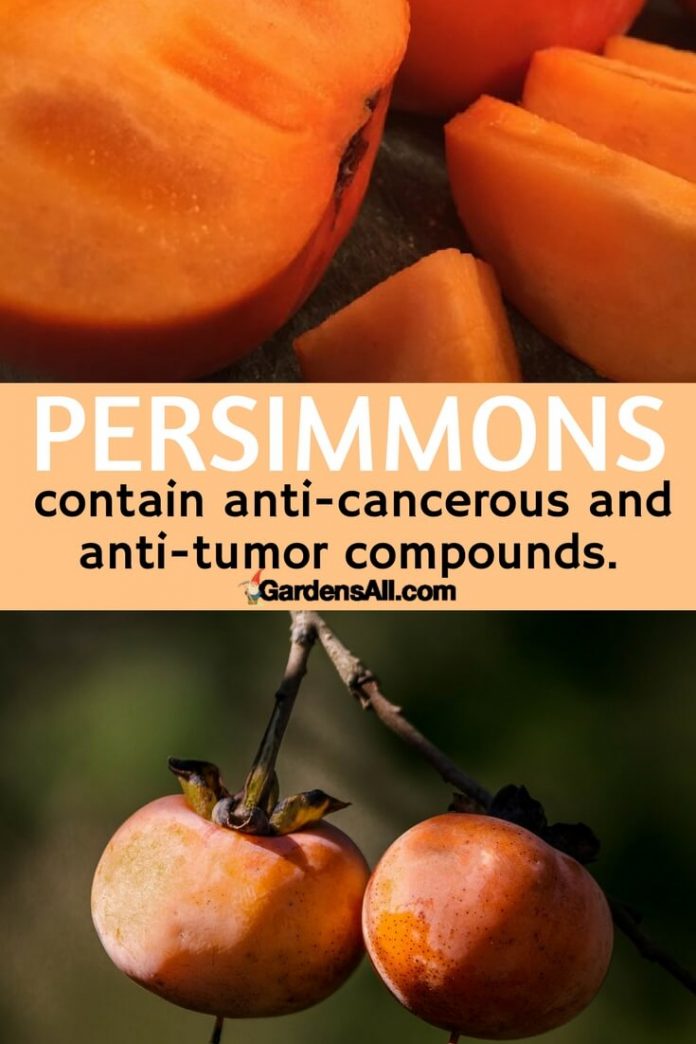 Fuyu Persimmons - the Best Tasting Persimmons to Grow - GardensAll