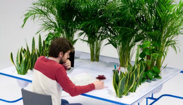 A Desk Garden for Office Plants and Indoor Gardening Trends - GardensAll