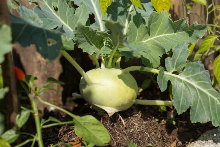Growing Kohlrabi Greens and Root - Burns Fat, Fights Cancer | GardensAll