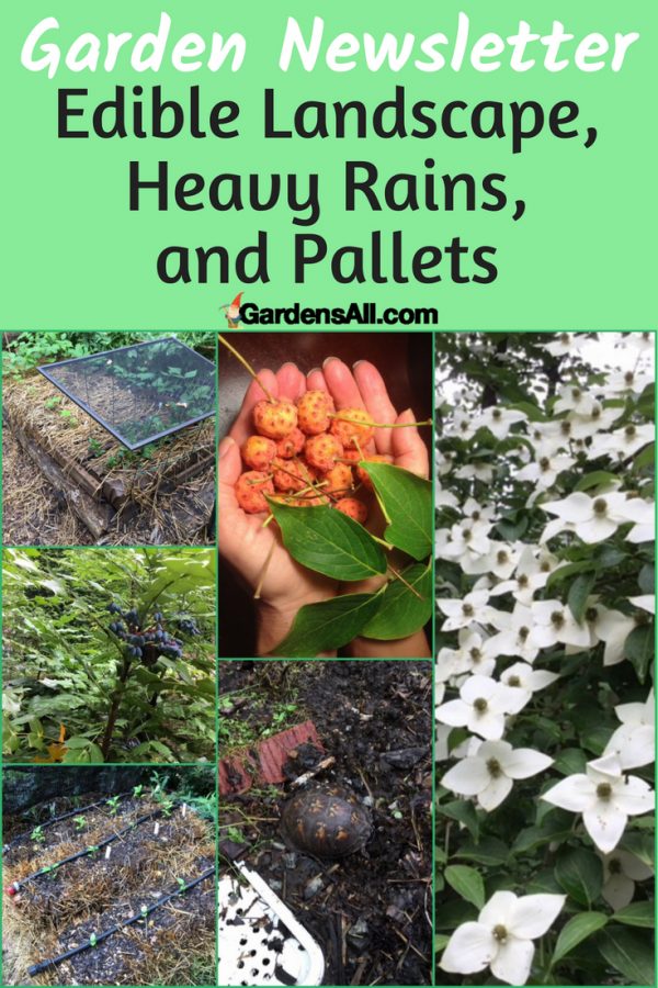 Garden Newsletter: Edible Landscape, Heavy Rains, and Pallets - GardensAll