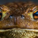 What do Toads Eat in the Garden? | GardensAll