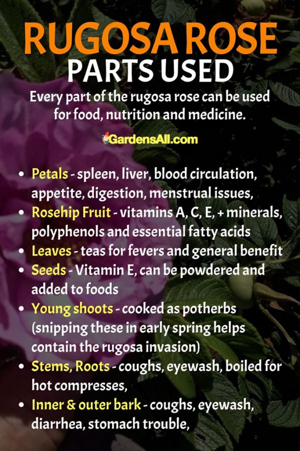 Rugosa Rose Bush - Growth, Benefits and Uses - GardensAll