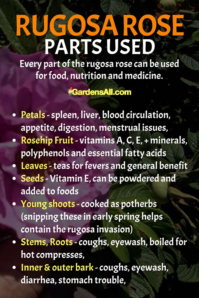 Rugosa Rose Bush - Growth, Benefits and Uses - GardensAll
