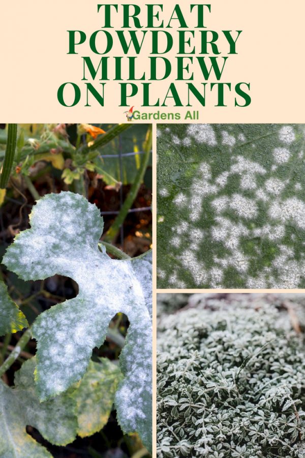 Organic Remedies to Treat Powdery Mildew - Includes video and recipes