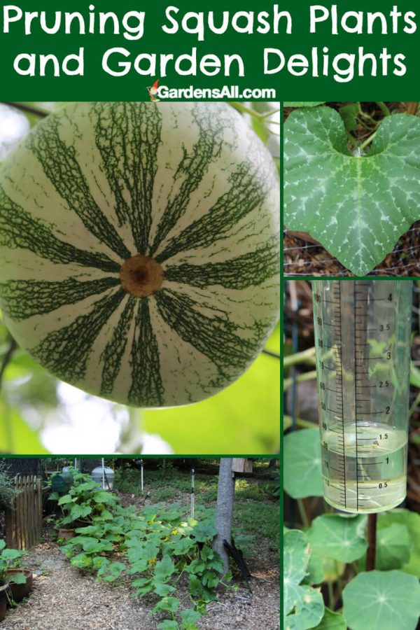 Pruning Squash Plants to Encourage Growth and Avoid Problems - GardensAll