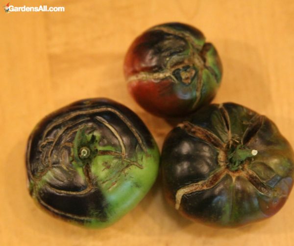 Tomato Plant Diseases and How to Avoid Them - GardensAll