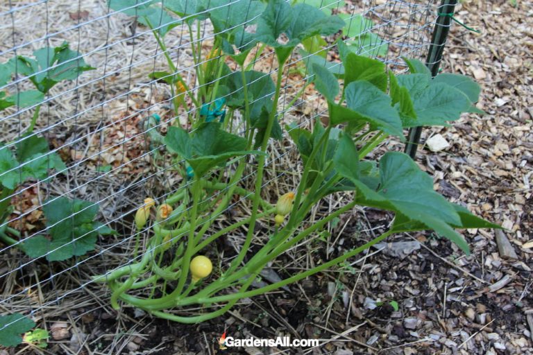 Pruning Squash Plants to Encourage Growth and Avoid Problems - GardensAll