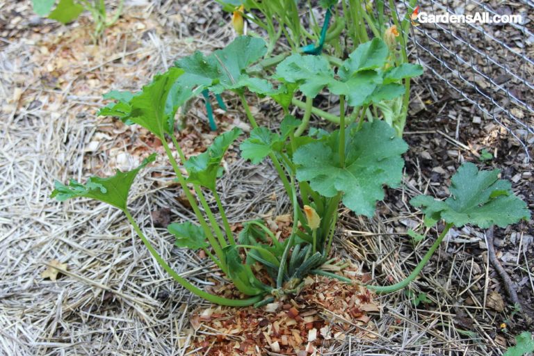 Pruning Squash Plants to Encourage Growth and Avoid Problems - GardensAll