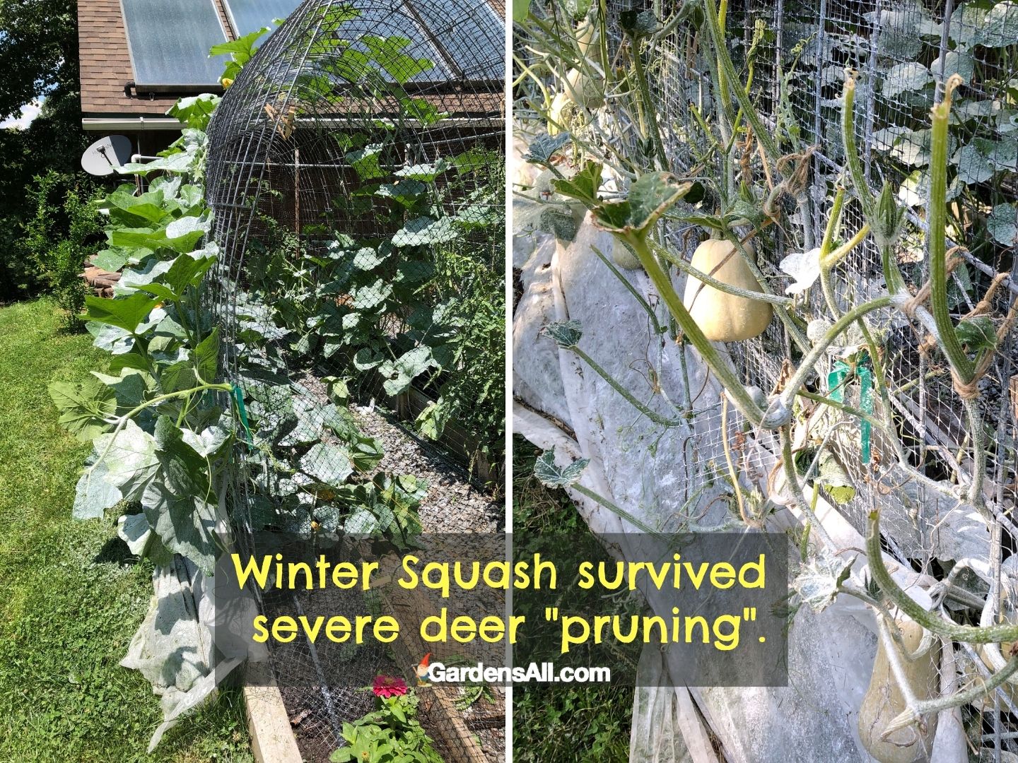Pruning Squash Plants to Encourage Growth and Avoid Problems - GardensAll